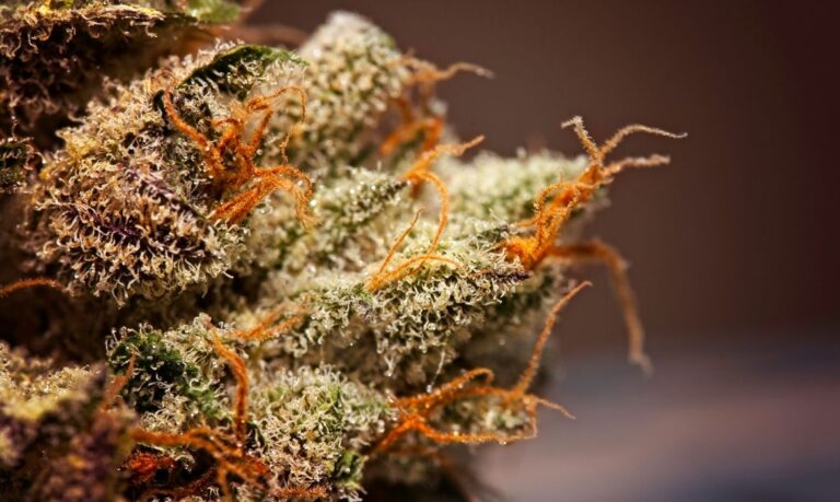Bubba '59 Strain Review