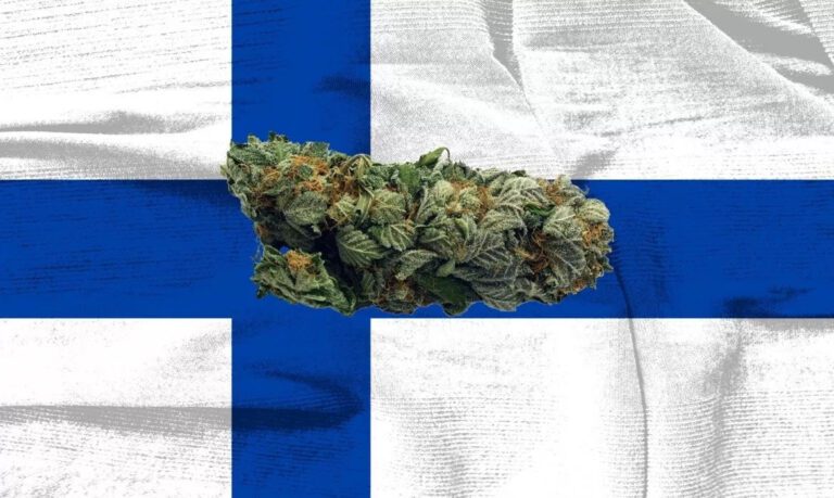 Finola Hemp Strain Review
