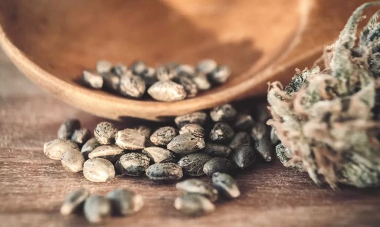 How to Store Marijuana Seeds