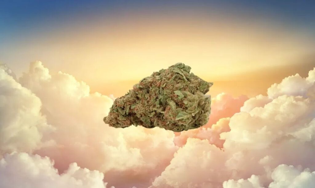 Paradise OG Hemp Strain Review
