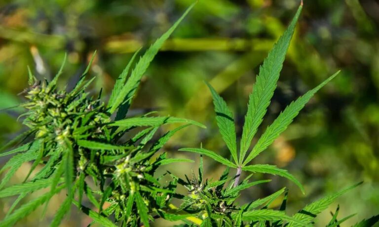 Peach Goliath Hemp Strain Review