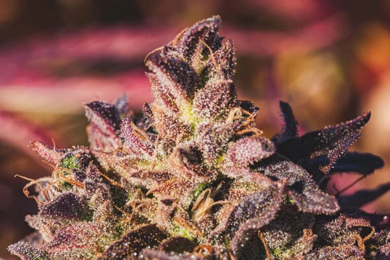 Pink God Strain Review