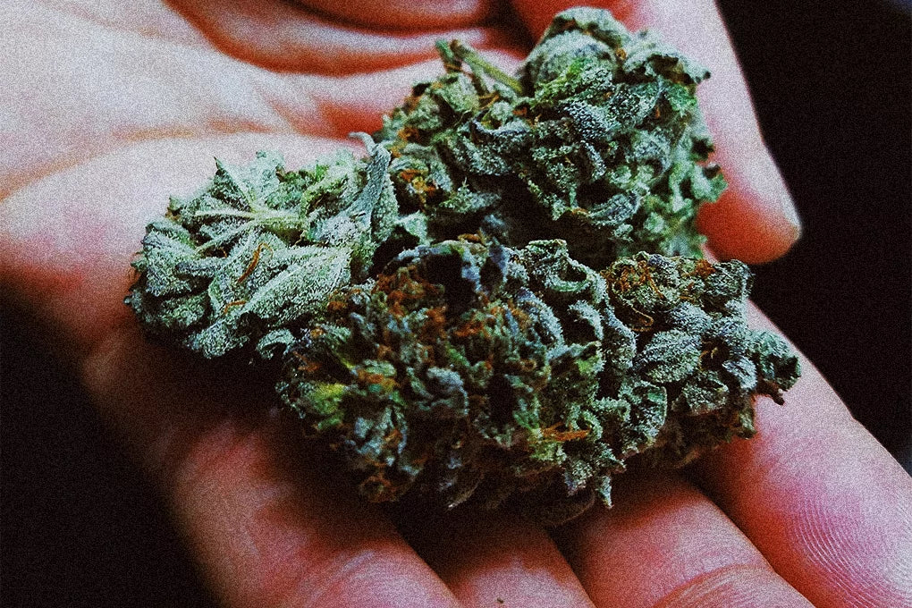 THCA Vs THCV What s The Difference 